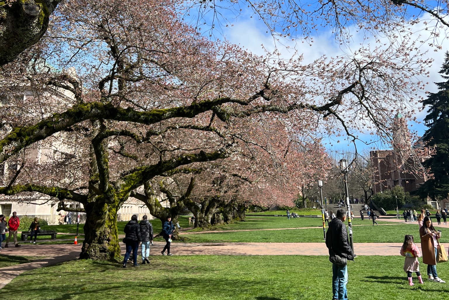Friday Roundtable: cherry blossom season – Seattle Transit Blog